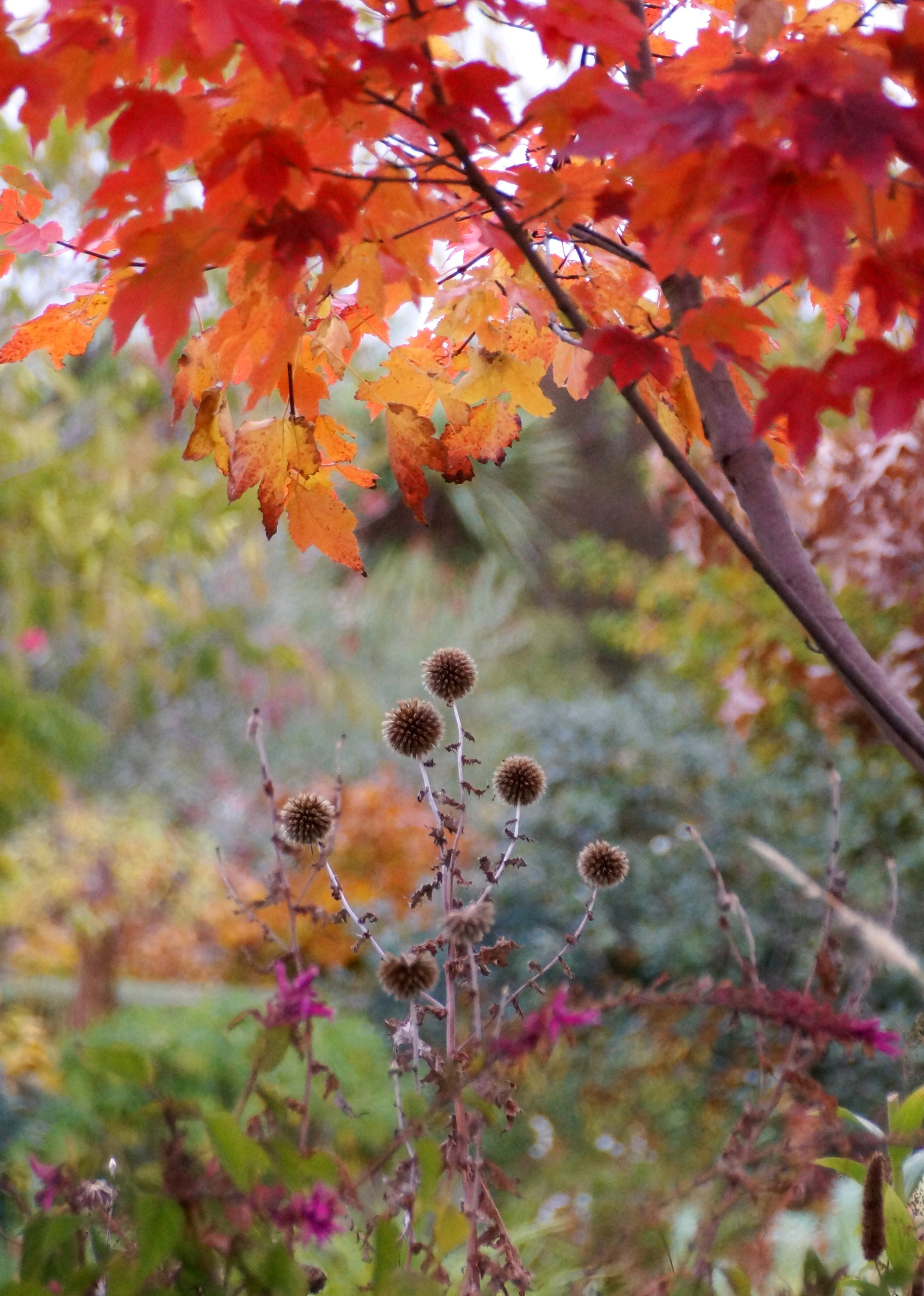 Gardens to visit - Blue House Amberley