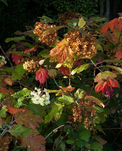 Gardens to visit - Blue House Amberley